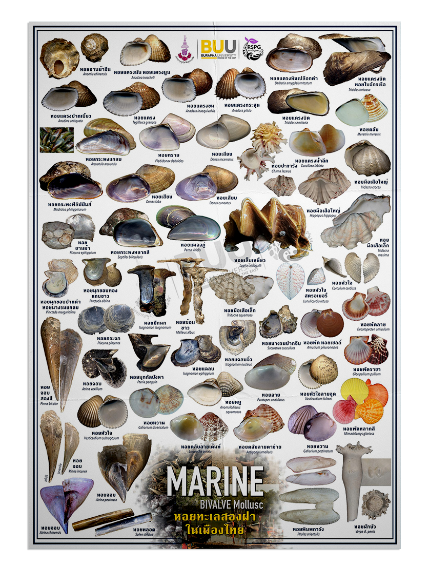 Marine – BIVALVE Mollusc หอยทะเลสองฝาในเมืองไทย – RSPG